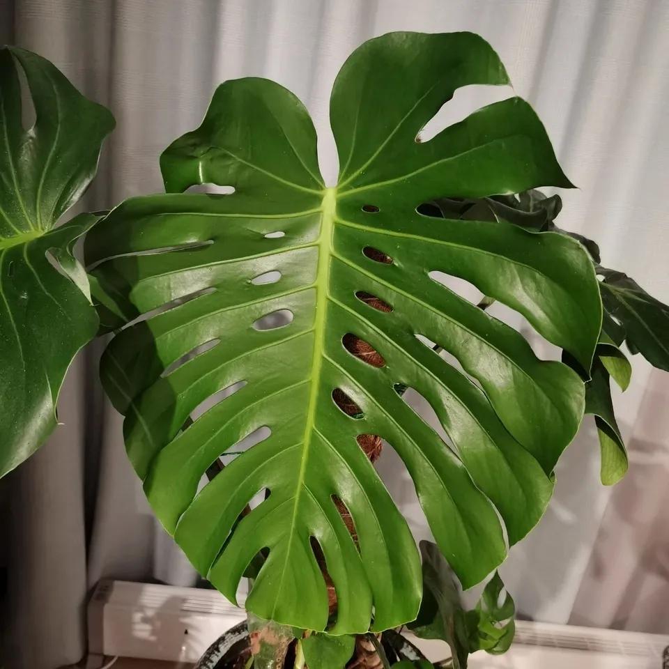 Three kinds of water are used to grow monstera, the leaves are ...