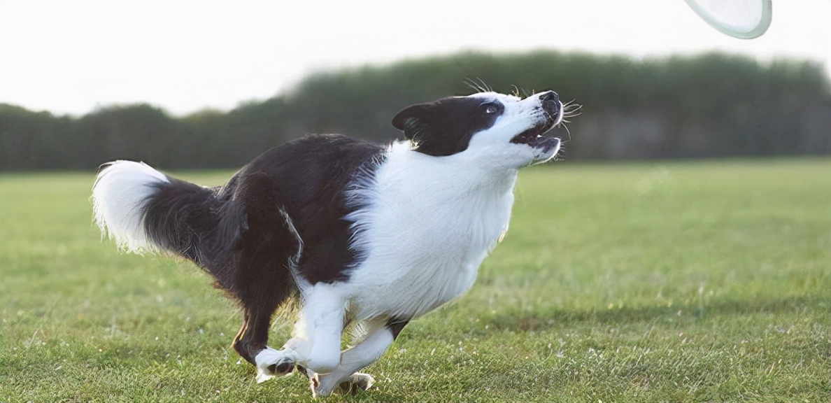 Bian Mu is a high IQ dog, why are there few people?The reason is like ...