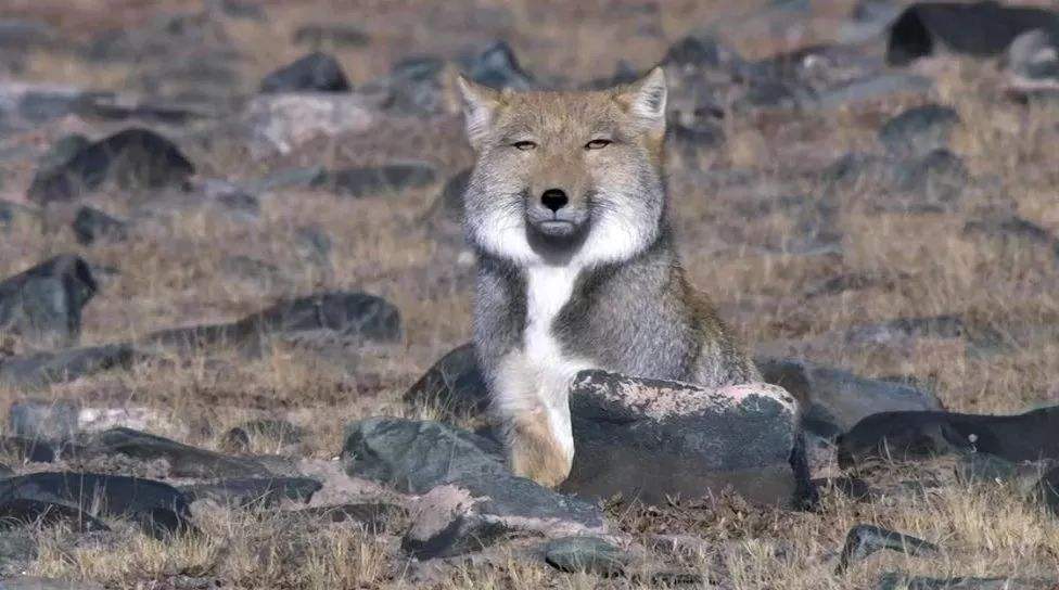 Five Tibetan foxes were photographed in the wild. What are the ...