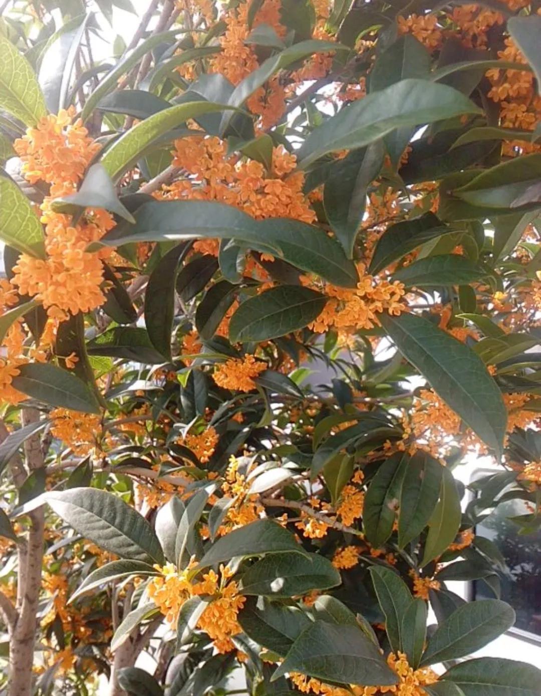 Five Laws · Qiu Yun (original) - iNEWS