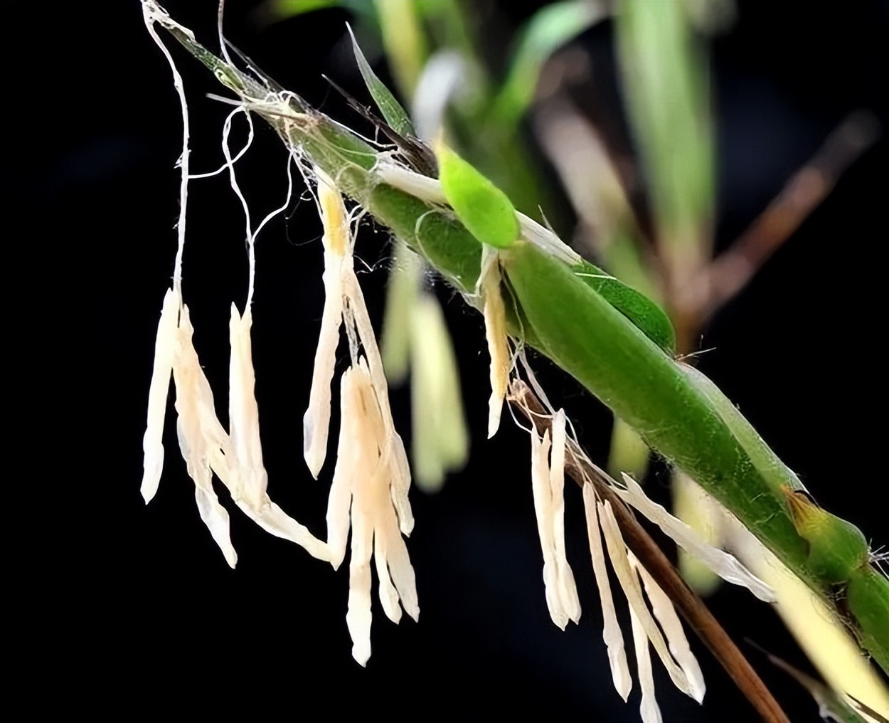Why do you say "bamboo blooms, move immediately"?Have you ever seen ...