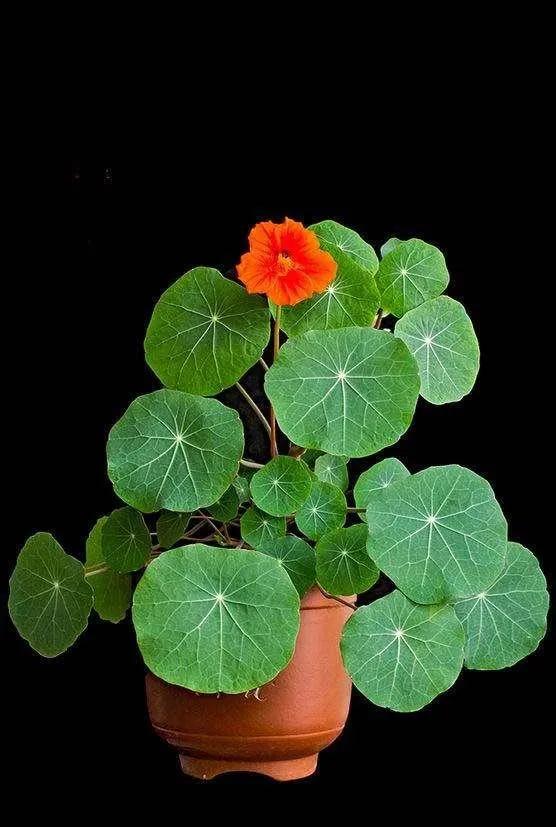 Nasturtium, the leaves are fat and the flowers are beautiful, the vine ...