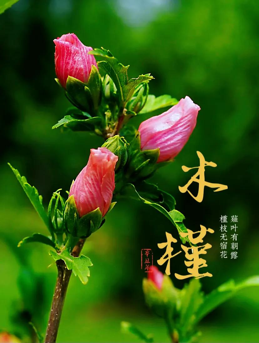 Hibiscus, the elf of the world - iNEWS