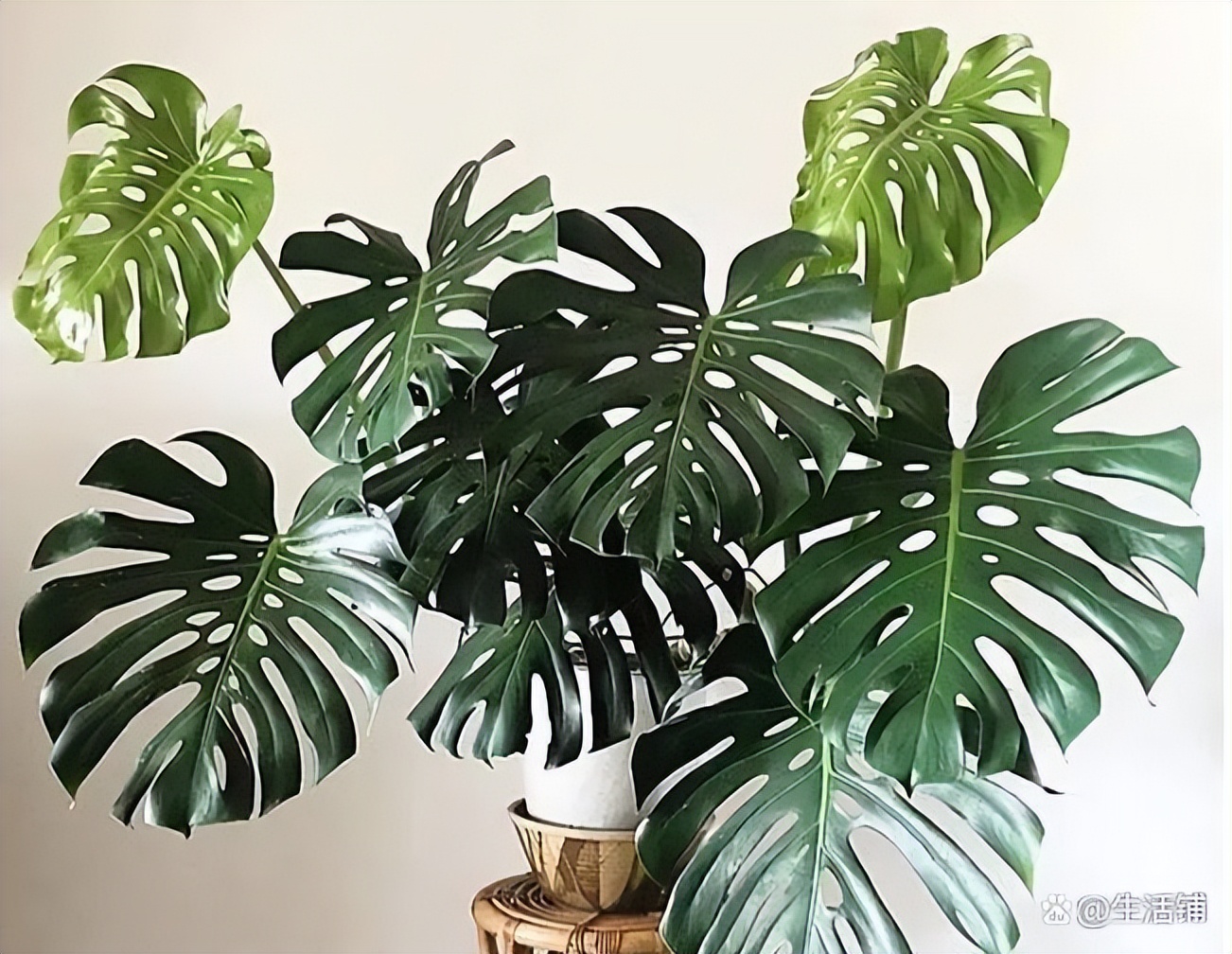 How to raise monstera to be more vigorous?Do 3 points well, open the ...