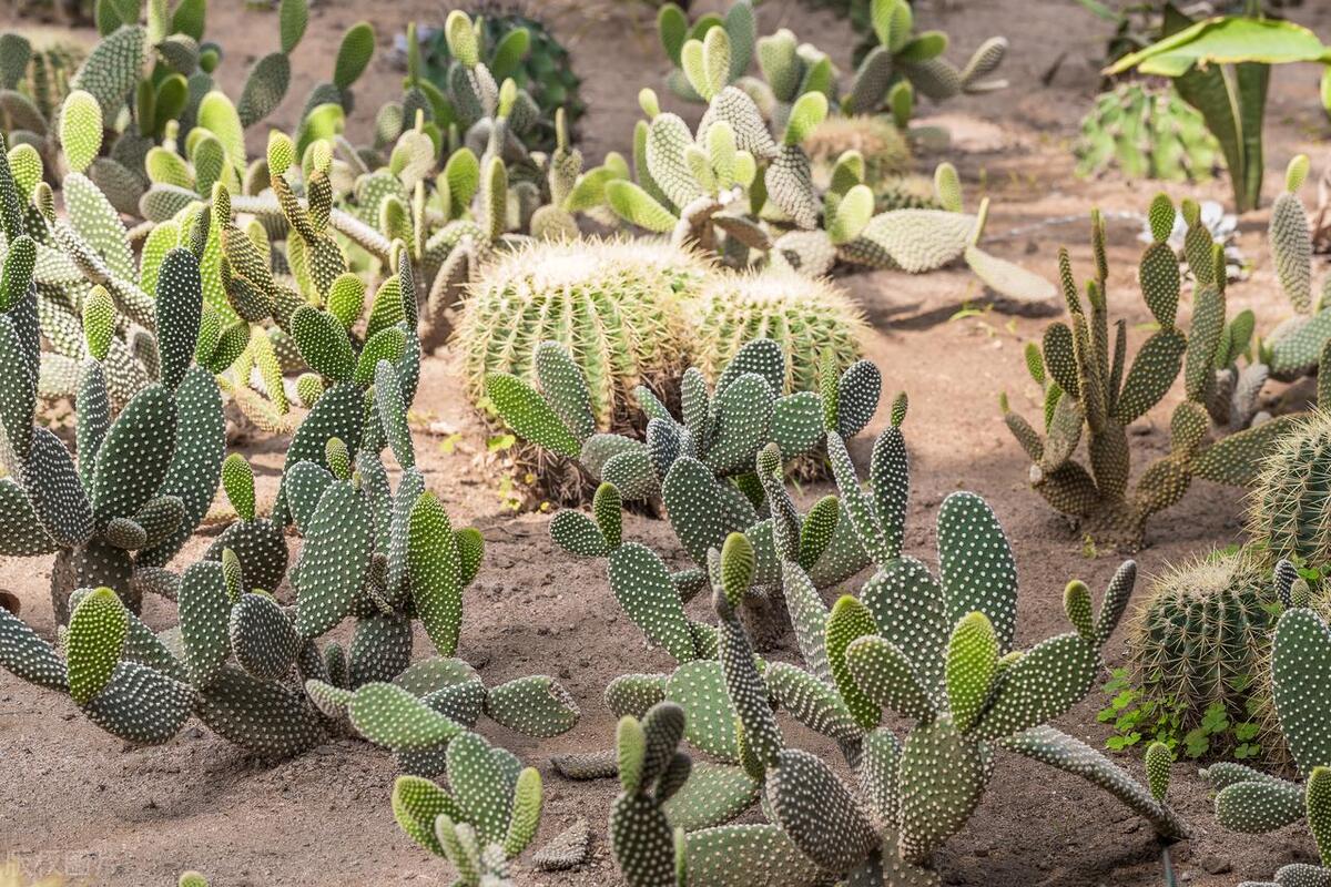 Camels eat cactus, why are they not afraid of pricking their mouths ...
