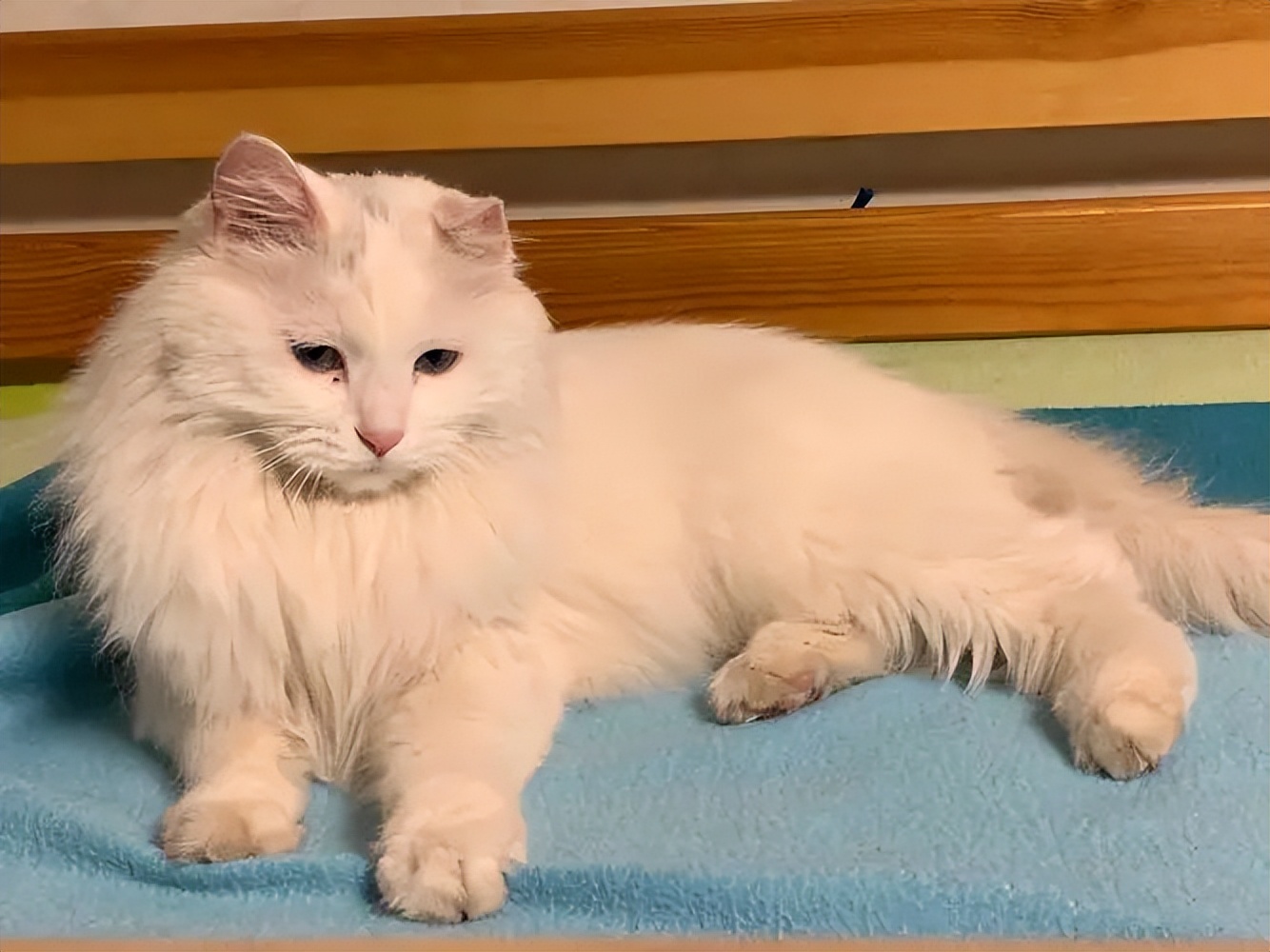 Is the lion cat suitable for beginners? Does it attack people? - iNEWS