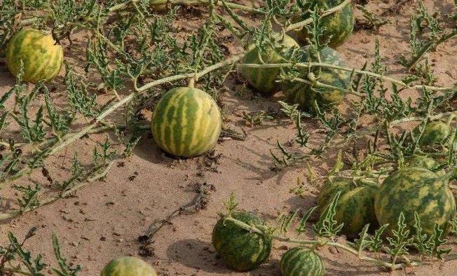 Why don't you just eat watermelon when you see it in the desert ...