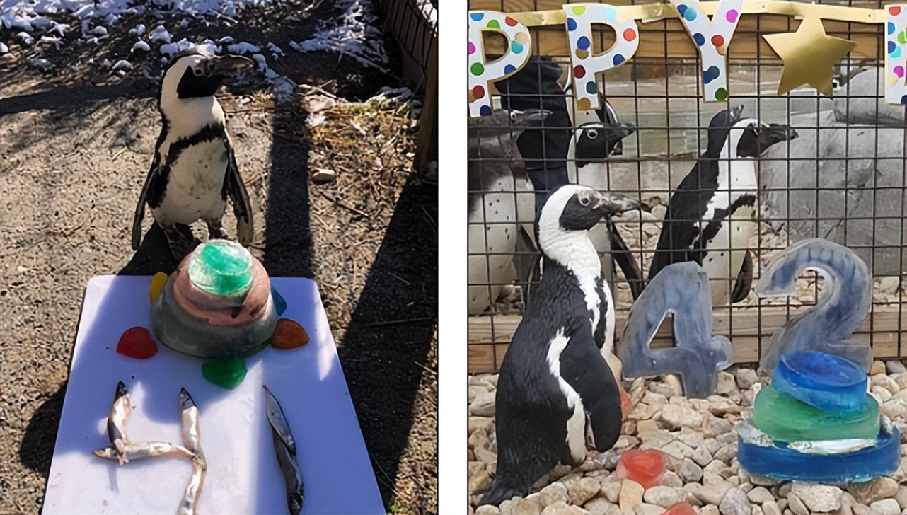 The 43-year-old penguin in the United States moved to a new home and ...