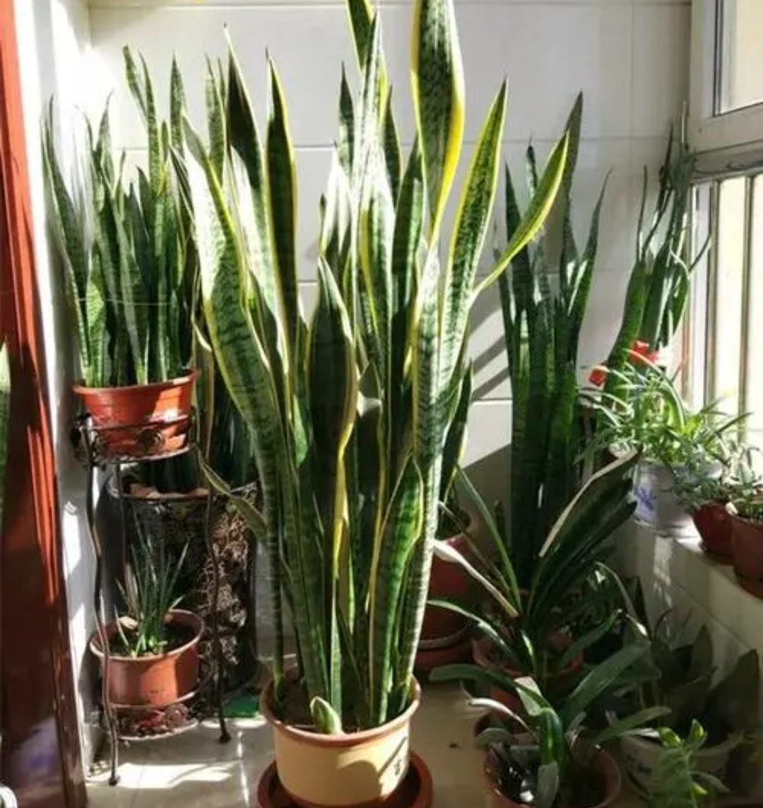 Raise Tiger Pilan, do 4 things frequently in spring, and the leaves ...