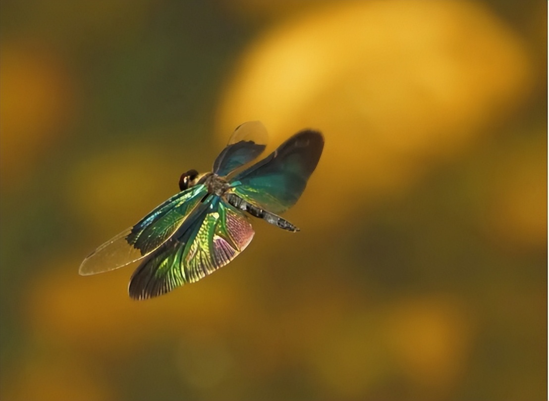 Learning from animals, why is the design of dragonfly bionic wings so ...