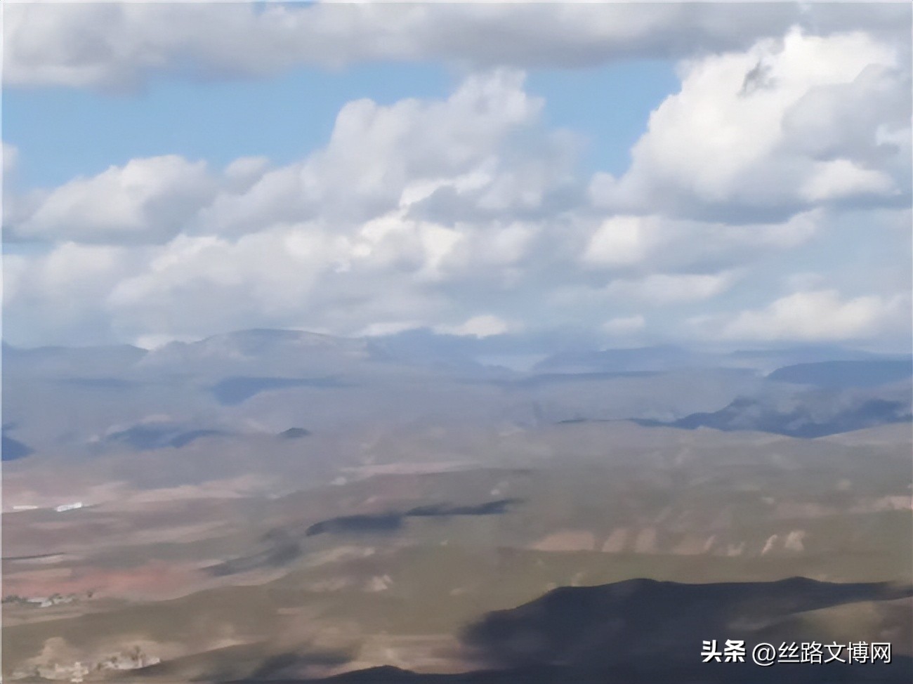 Forest Pine Evergreen this week - iNEWS