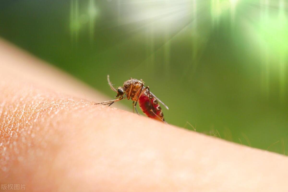 Why do mosquitoes suck blood? What happened when the mosquito drank ...