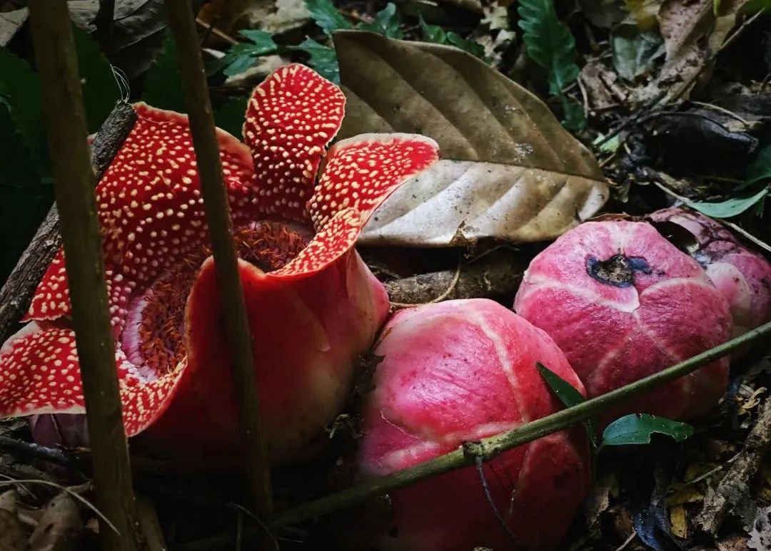The legendary "piranha flower" recently appeared in Mengyuan, Yunnan ...