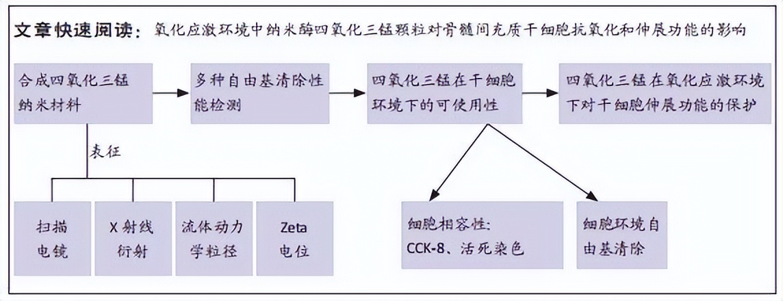 Manganese tetroxide nanoparticles protect the extension function of ...