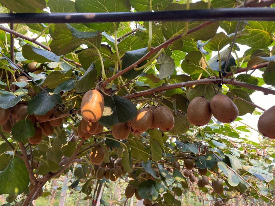 The cooking power of kiwi fruit: a lot of knowledge! - iNEWS