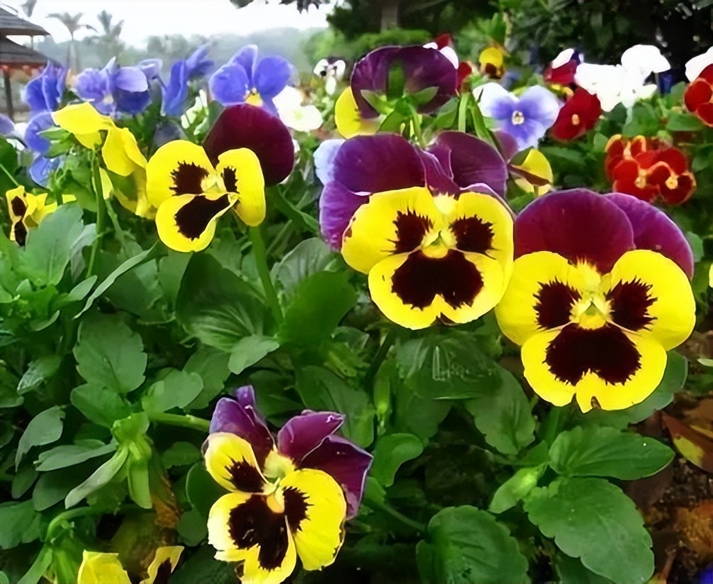 15 Fragrant Flowers to Plant in Spring and Fall - iMedia