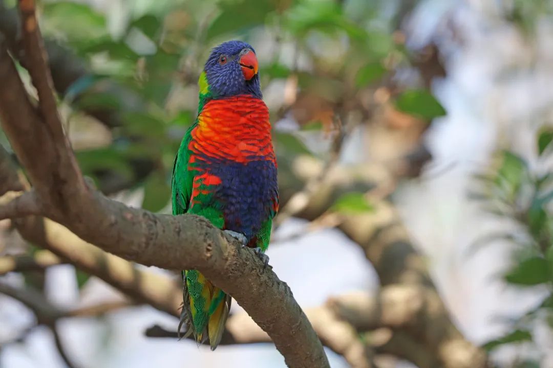 How do parrots become "language masters"? - iNEWS