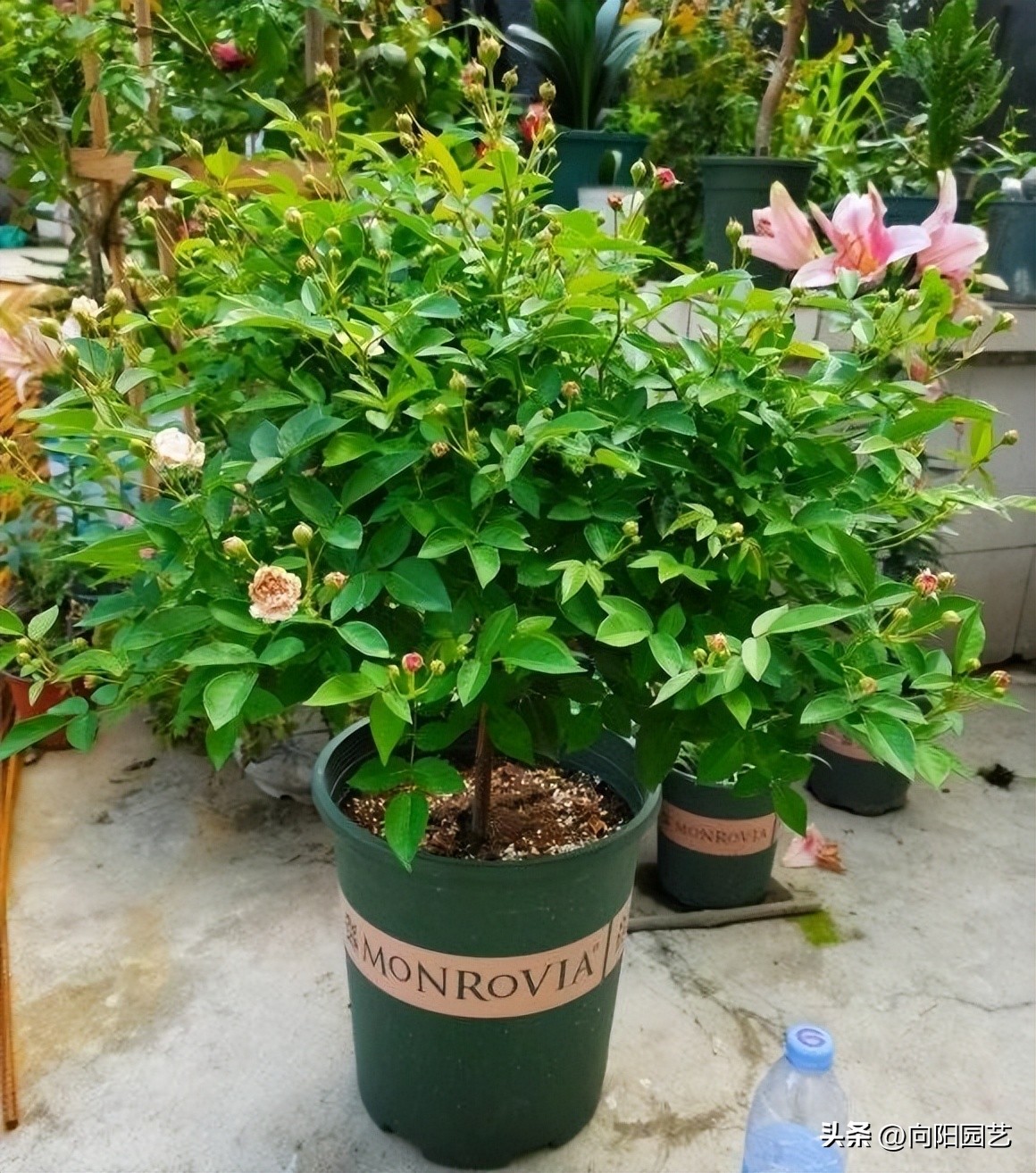 Indoor roses, the flowering must be very small, it is best to grow them ...