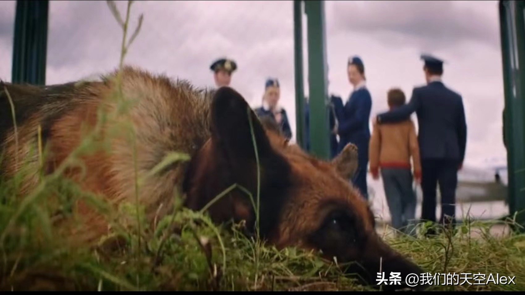 After-views of the Russian film Loyal Dog Palma: The true meaning of ...