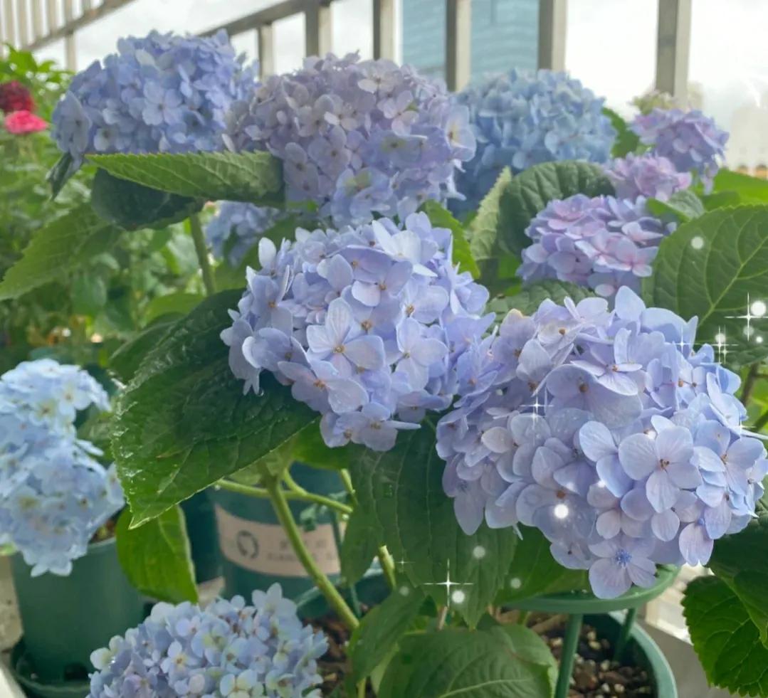 There are secrets to growing hydrangea, keep 4 sentences in mind, and ...
