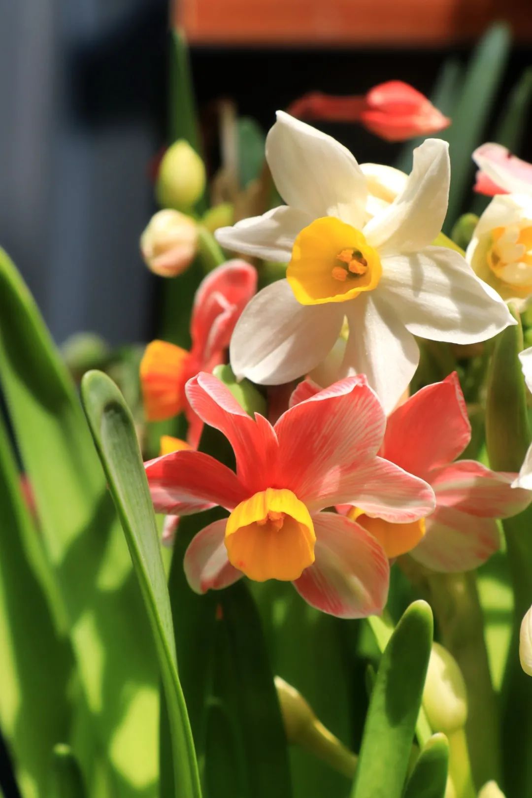 Huabo South Garden - iNEWS