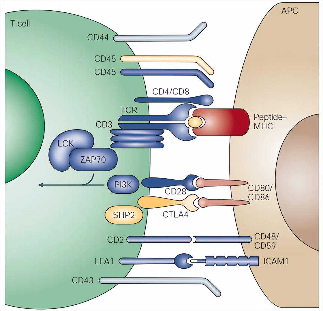 Treg gnaws away CD80/CD86 on APCs via CTLA-4 - iNEWS