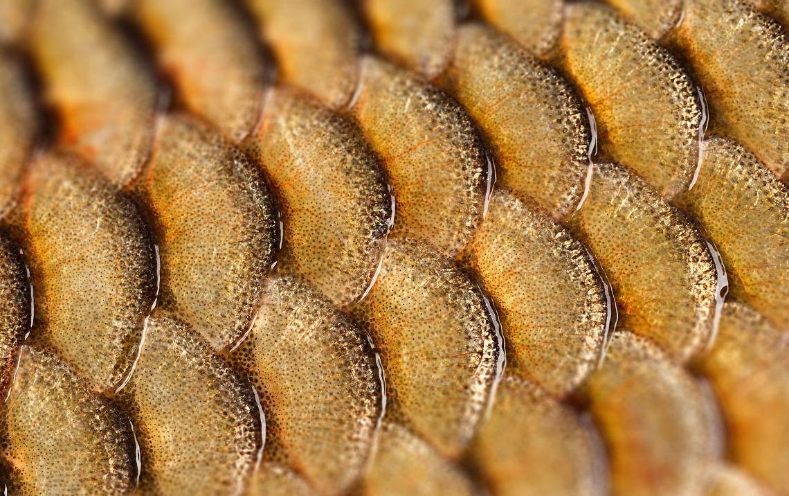 Do you know how fish "see", "hear" and "touch" in water? by these small ...