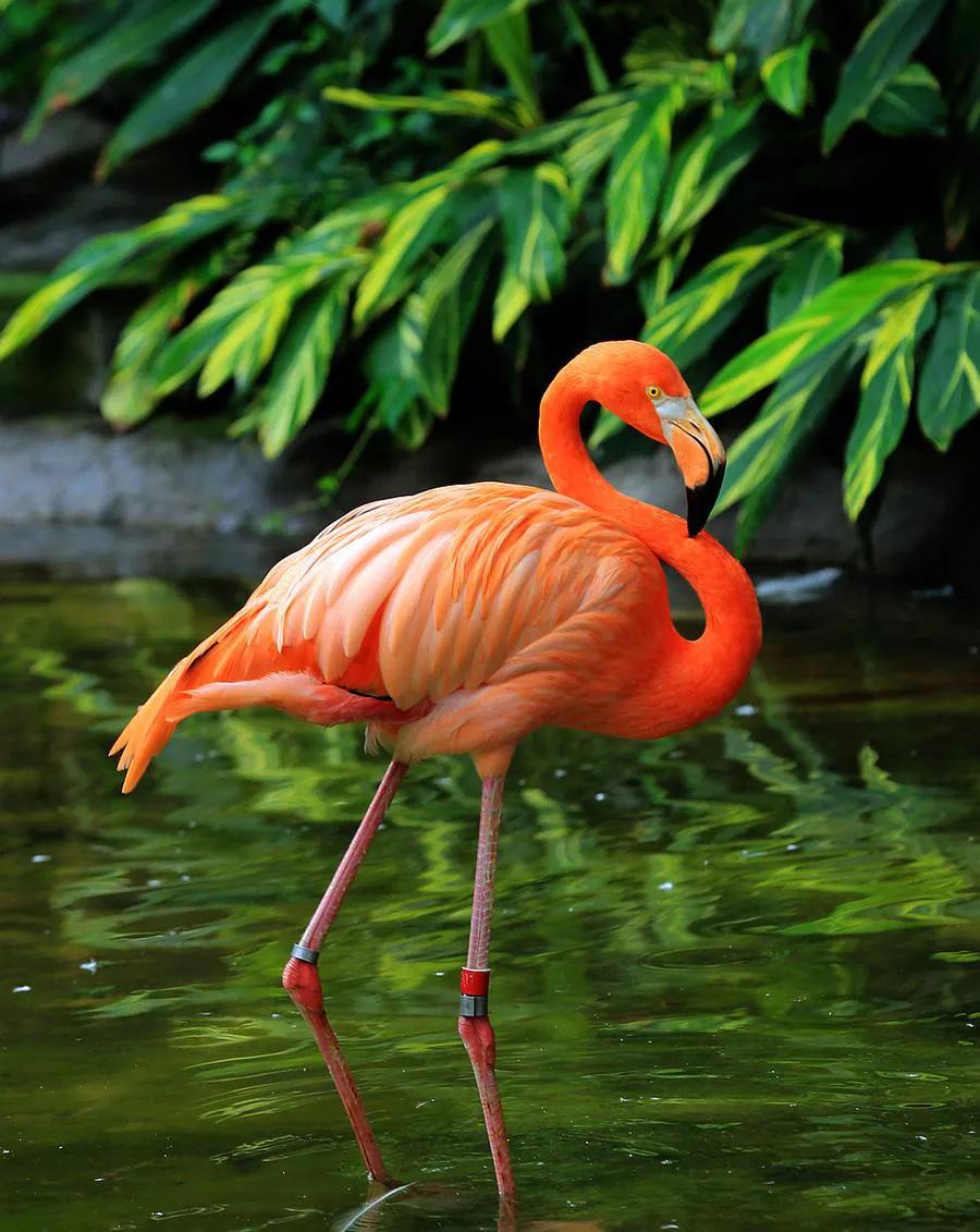 Why do chicken "knees" grow upside down? - iNEWS