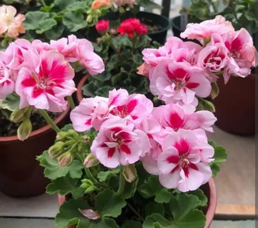 To raise geraniums in September, don't just water, add 1 kind of ...