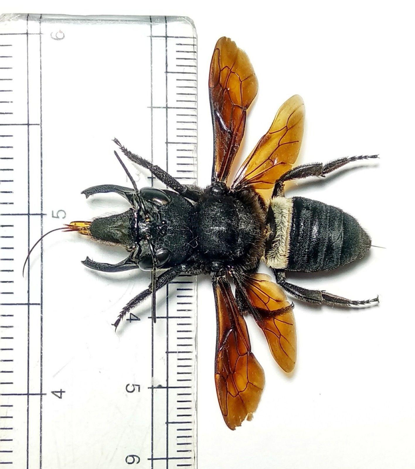 Wallace's Giant Bee - The World's Largest Bee, Ushering in an Accelerated Extinction - iNEWS