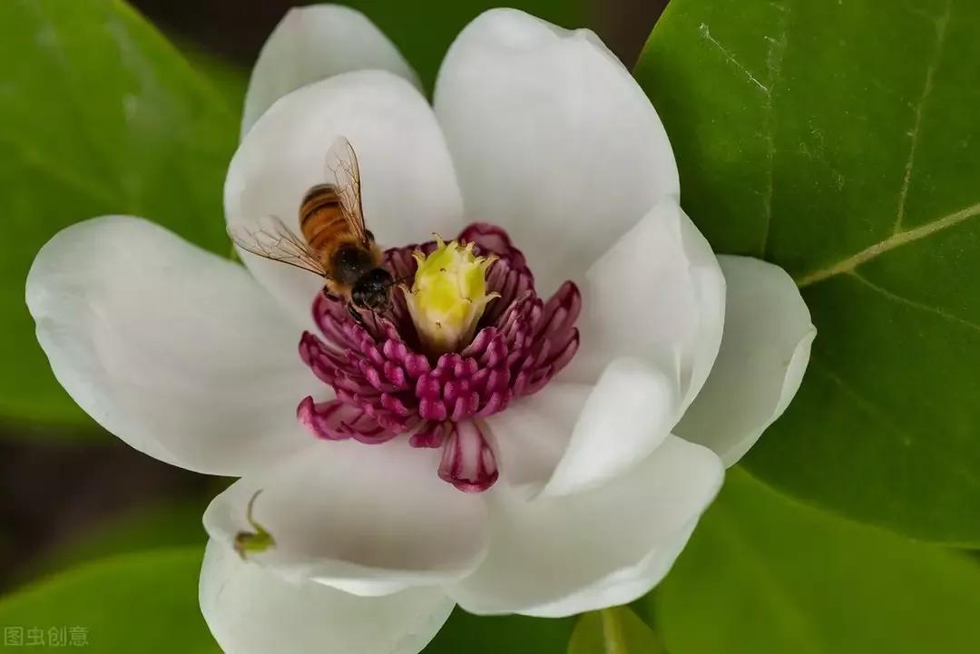 The flower is named Tiannv Mulan because of its white petals, purple ...