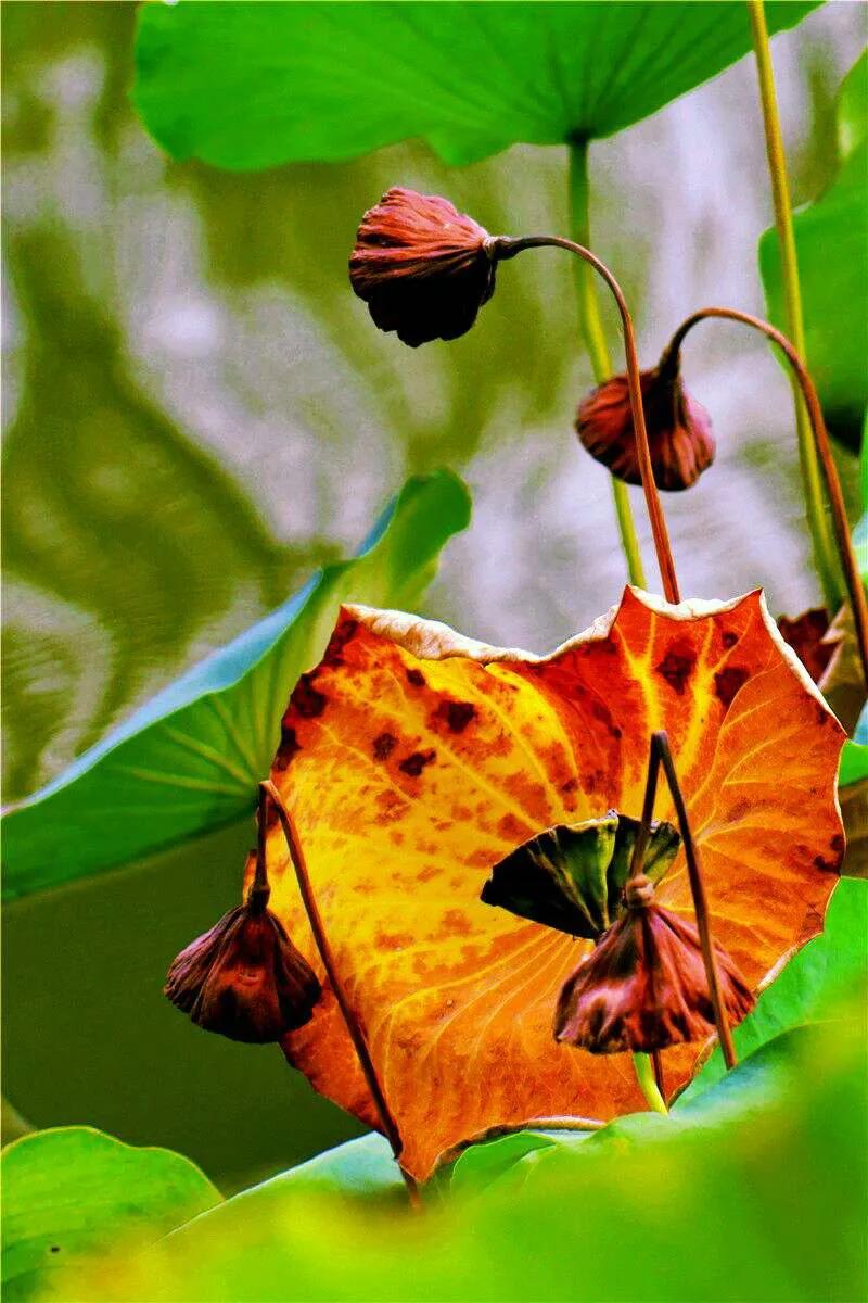 Seven unique autumn lotus - iNEWS