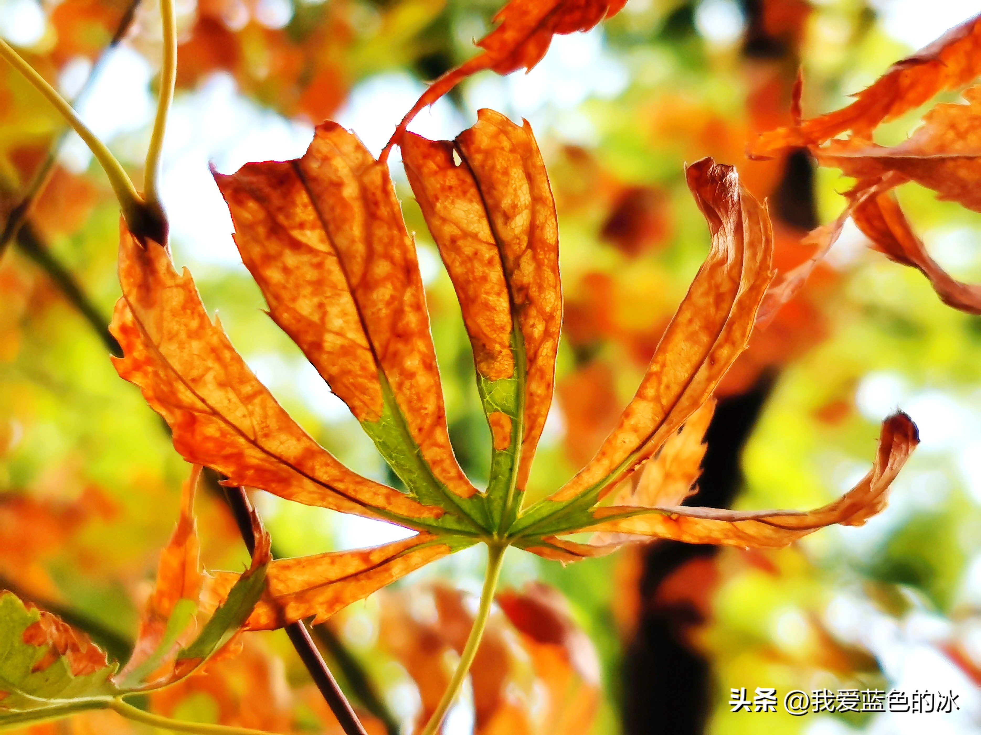 Charred chicken feet maple - iNEWS