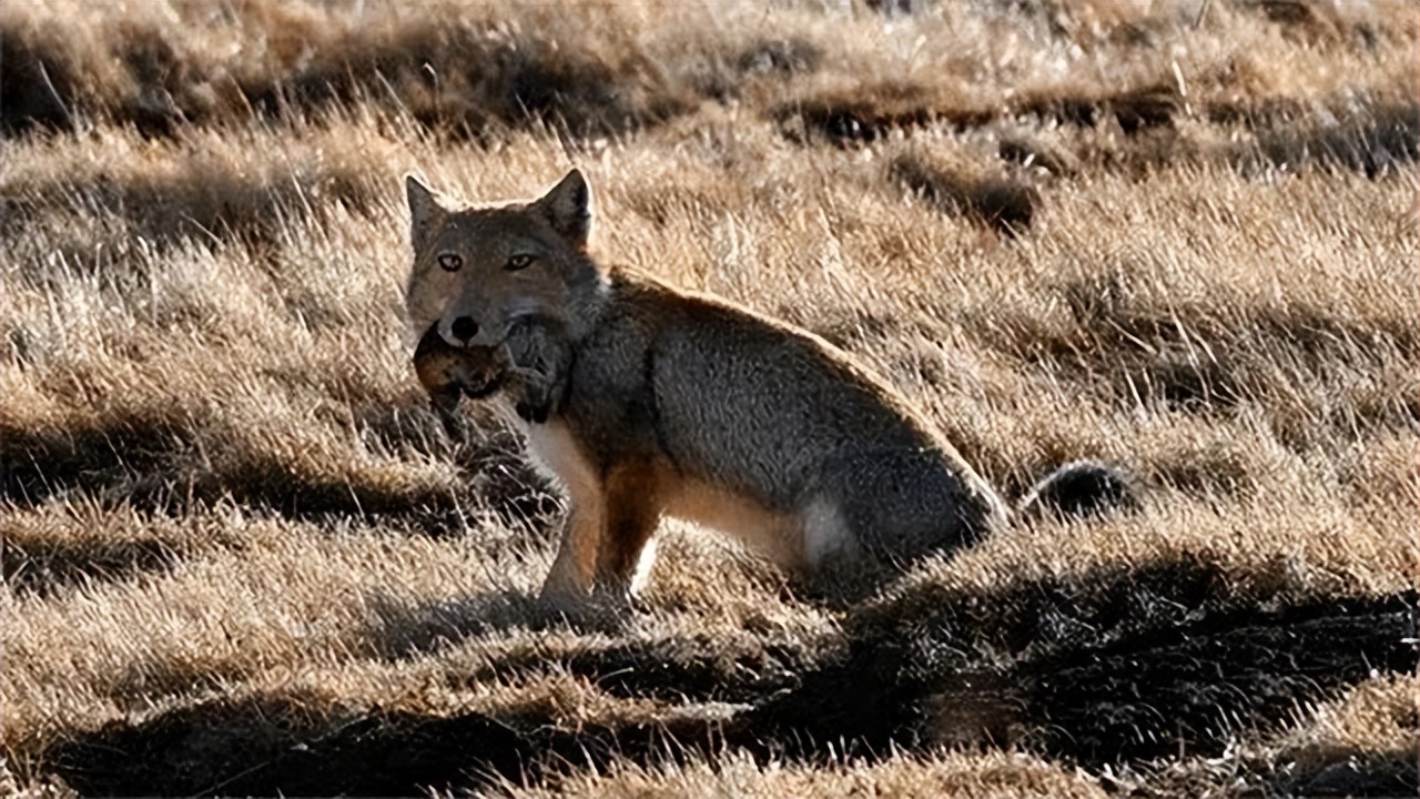 Tibetan herdsmen help Tibetan fox cubs escape. When herdsmen are ...
