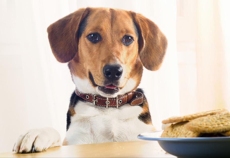 Feeding the dog like this is hurting the dog!6 Mistakes About Dog ...