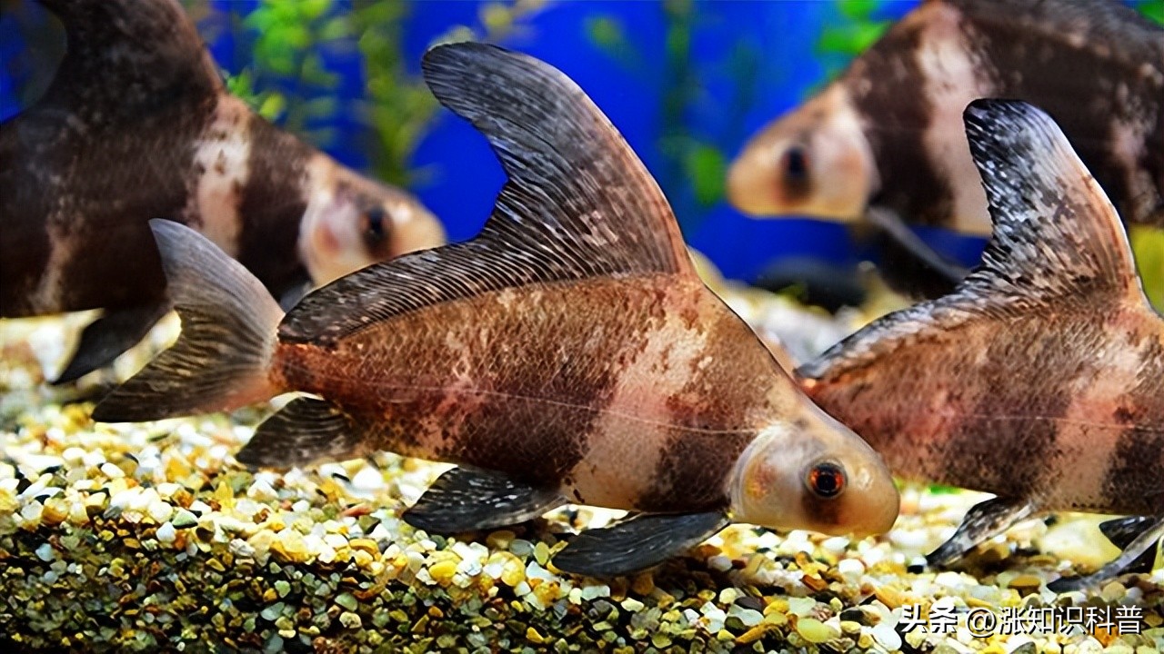 asian mermaid - iNEWS