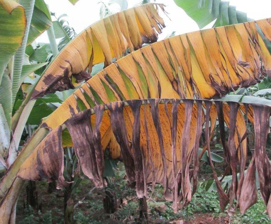 Eat and cherish your usual banana is on the verge of extinction - iNEWS