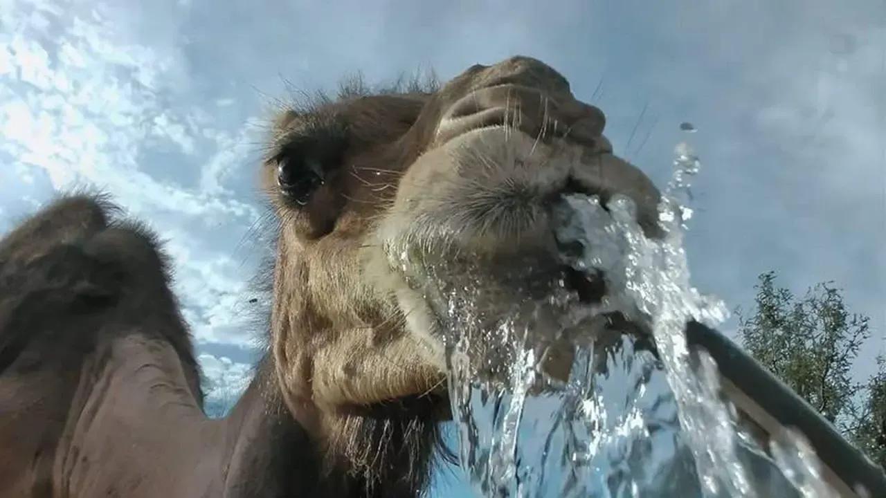 Camel carcass in the desert, why is it a time bomb? Babe did an amazing ...
