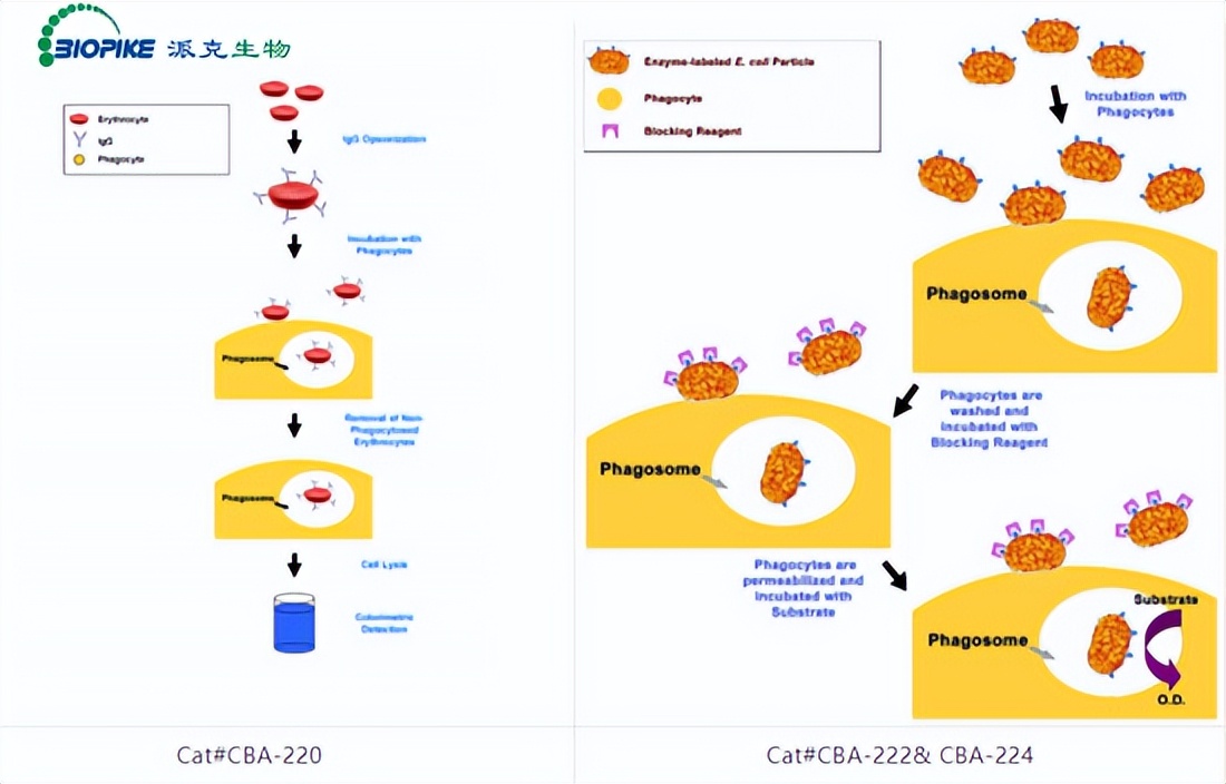 Parker's Cell Biolabs Cell Phagocytosis Protocol - iNEWS