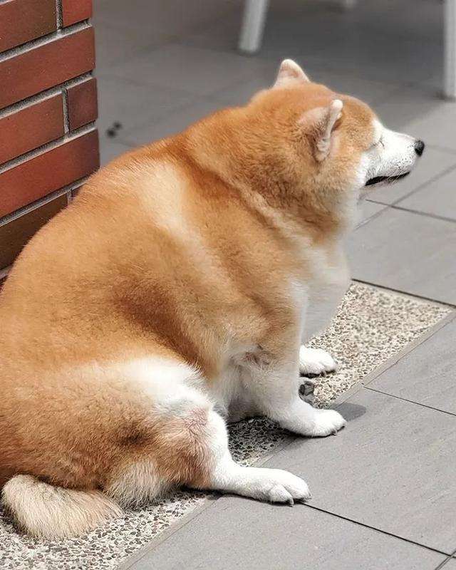 Dogs are obese and easy to get sick. Want to lose fat reliably?see here ...