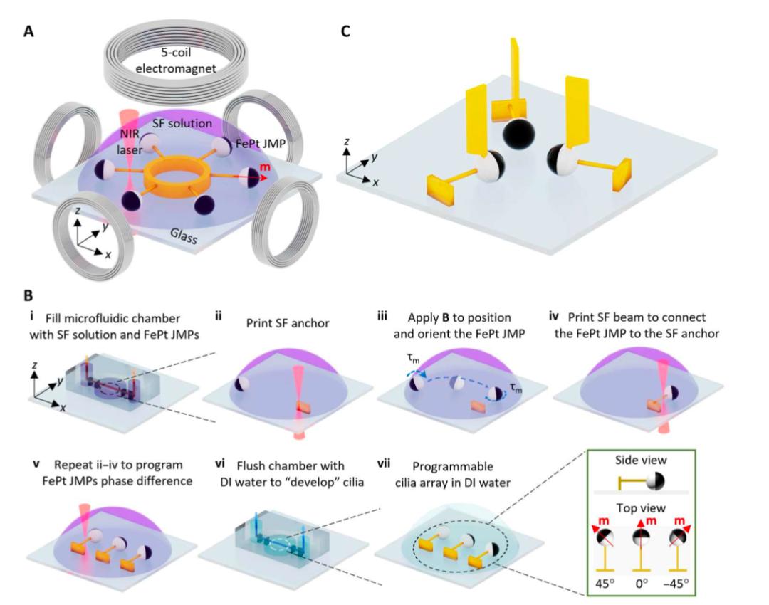 Chinese scholars prepare magnetically controlled artificial cilia with ...