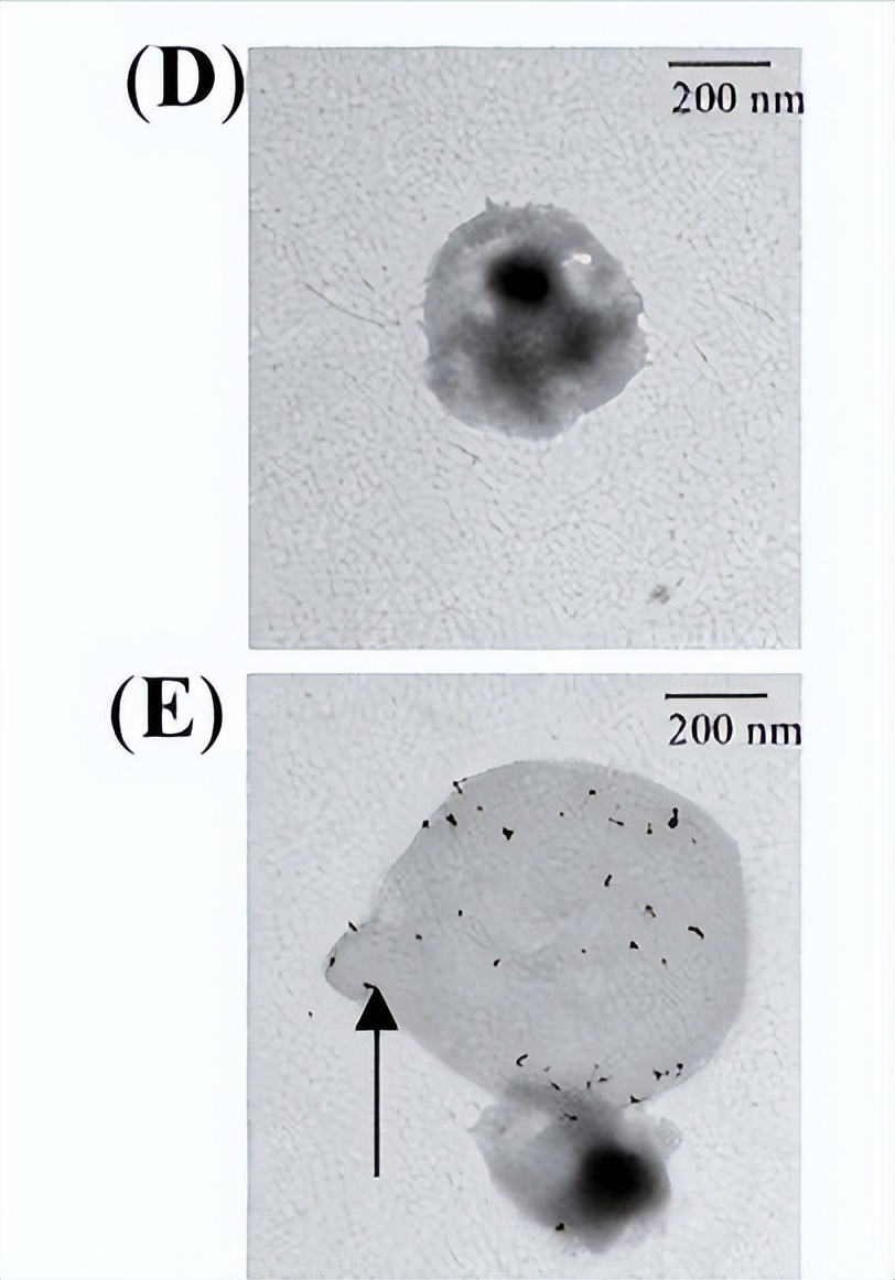 Mitochondrial accumulation of amyloid β (Aβ) peptide requires TOMM22 as ...