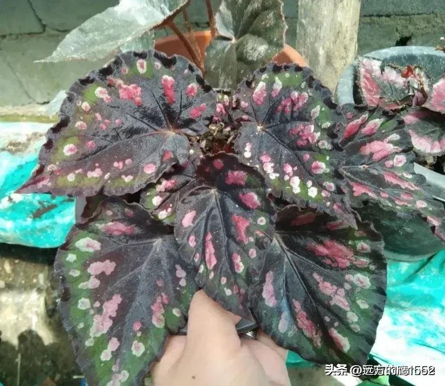 Colorful leaves from Europe - iNEWS