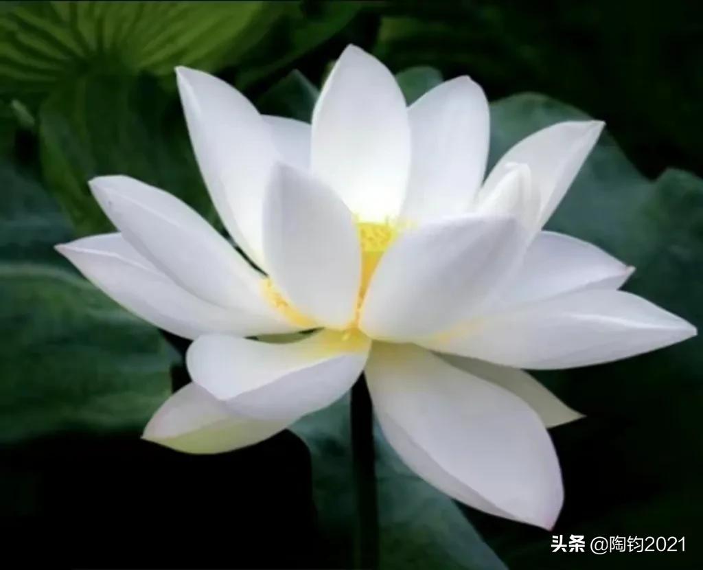 Zhou Dunyi's "Ai Lian Talk" is based on things and wishes, and my heart ...