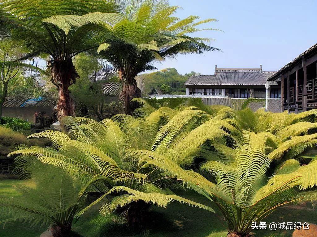 Iron Tree: A Plant Older than the Dinosaurs - iMedia