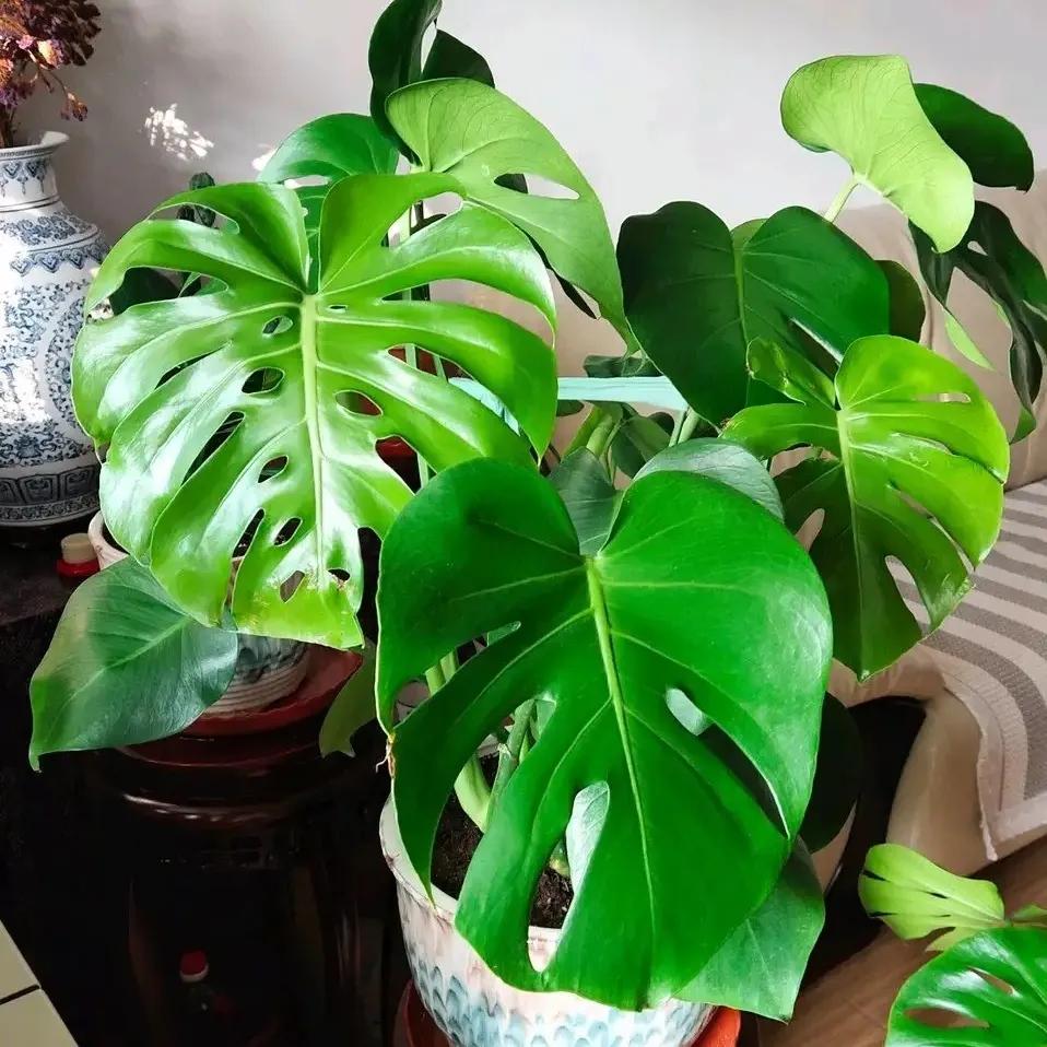 Three kinds of water are used to grow monstera, the leaves are ...