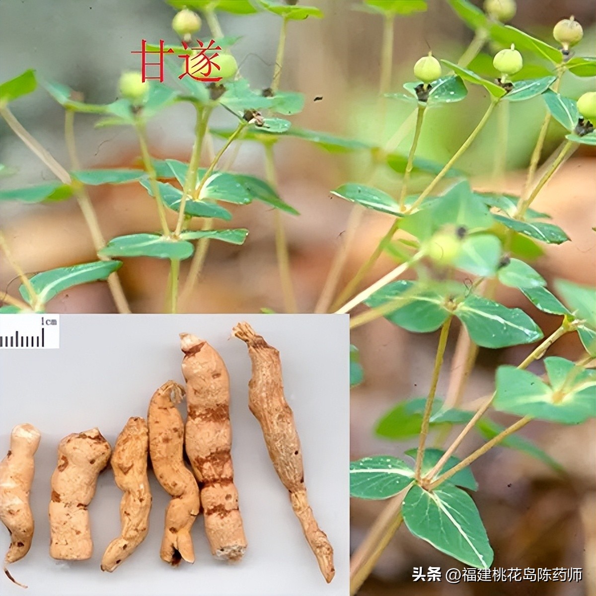 Plant-based poisonous traditional Chinese medicine (part 2)—① - iNEWS