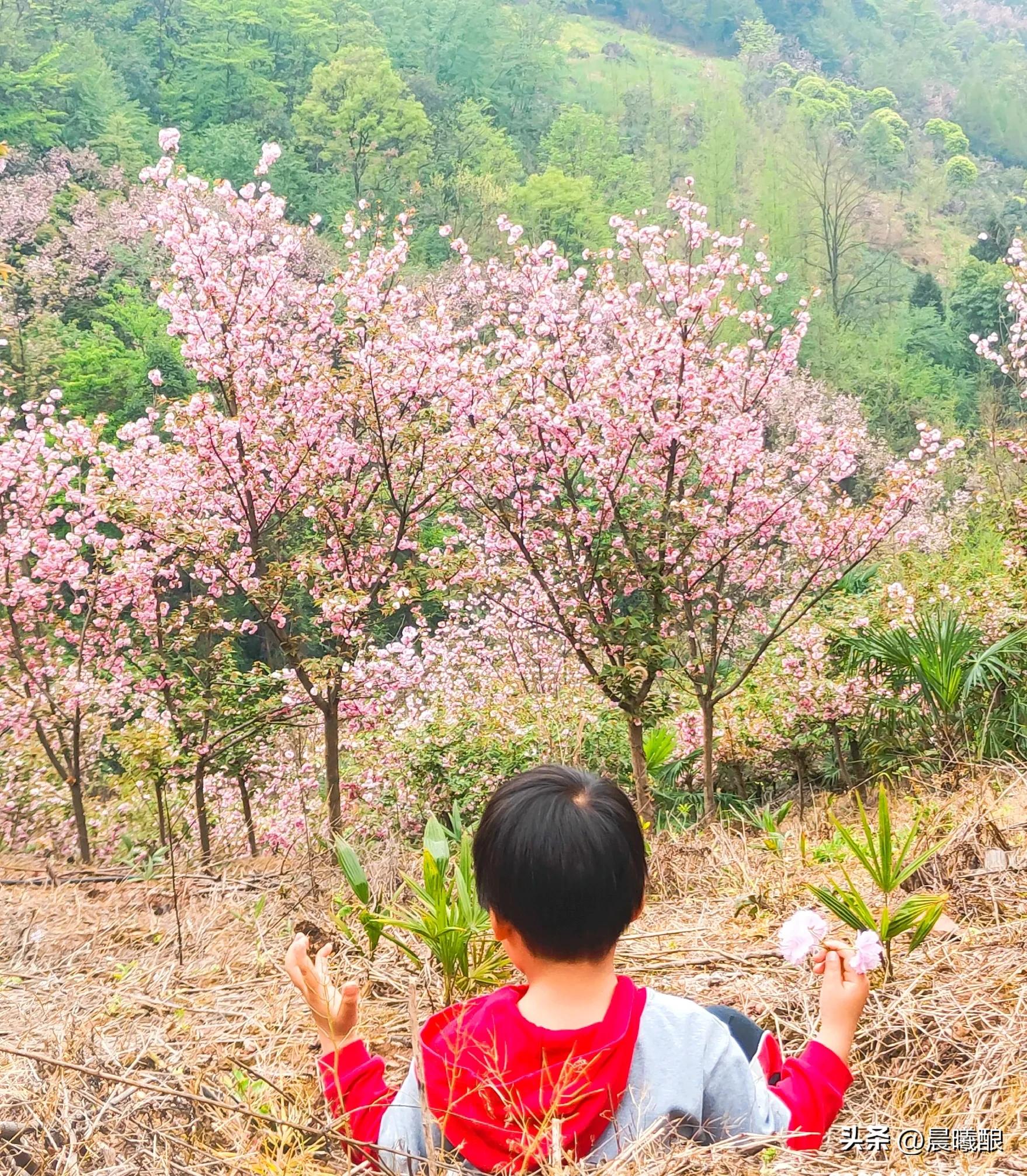 Looking at it on foot in spring, the mountain in Chongzhou, Chengdu can ...