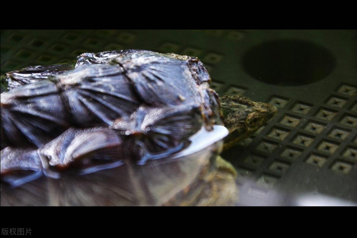 A 50-jin giant turtle appeared in a temple and was treated harmlessly ...