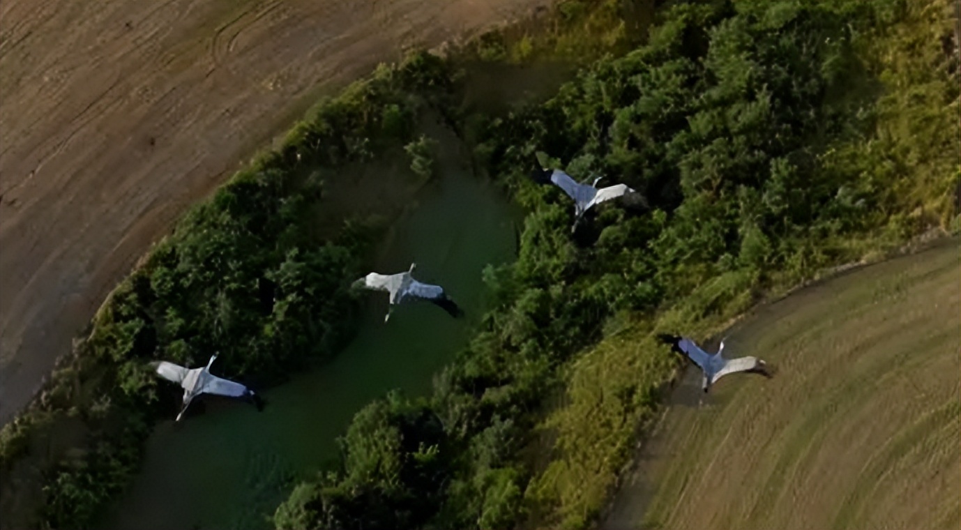 Human beings will never understand the meaning of flying freely, but ...